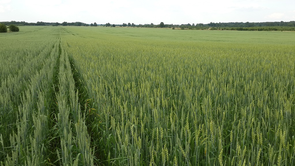 Super Imploder Effects on Wheat – Fractal Water: Vortex Magnetic Systems