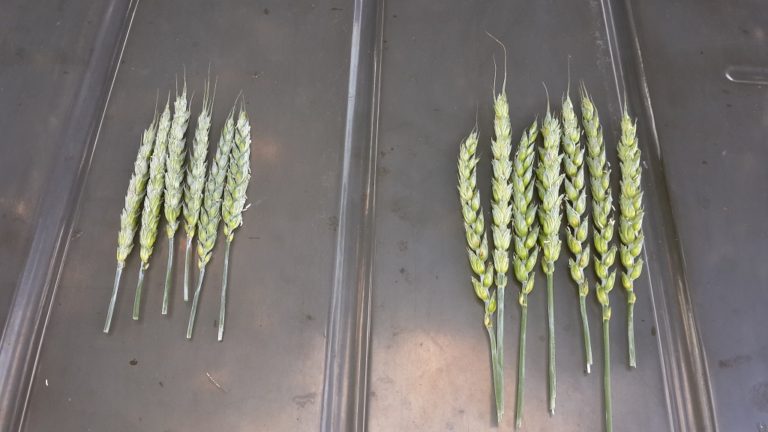 Fractal Water: Vortex Magnetic Systems – Call Us Toll Free: 1 (888) 897 ...