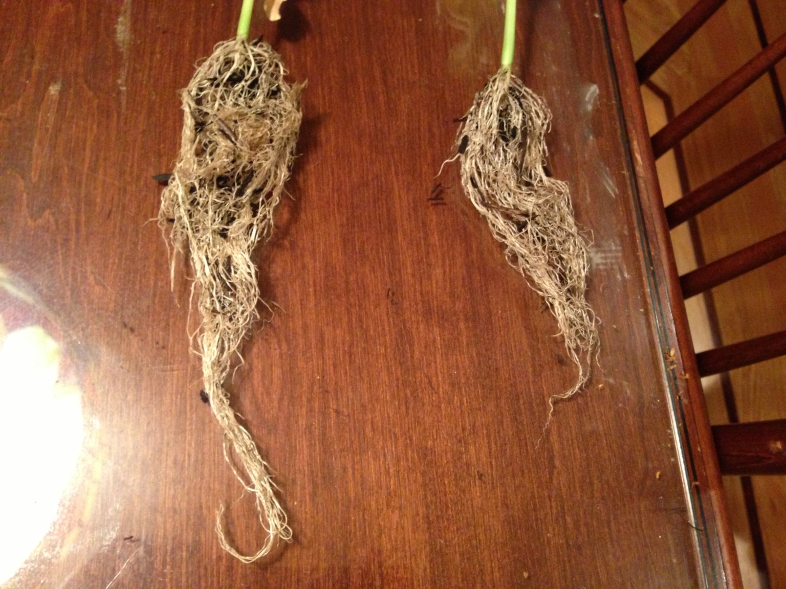 Root difference of the Super Imploder – Fractal Water: Vortex Magnetic ...